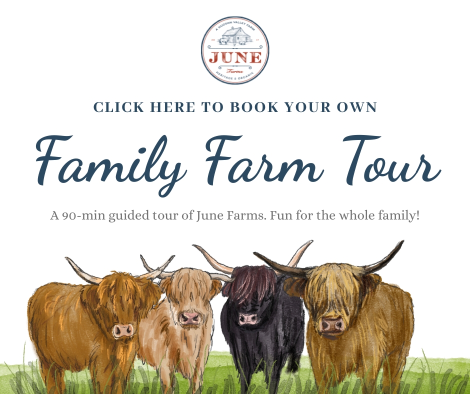 Cow Brushing & Farm Tours - June Farms